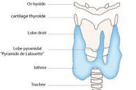 Thyroïde Le Schéma