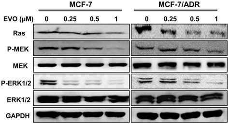 Inhibition Of Rasmekerk Signaling Pathway In Mcf 7 And Mcf 7adr