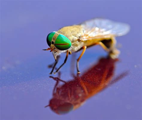 Why Do Bugs Bite Gulo In Nature