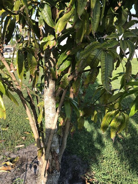 Mango Tree With Leaves Browning R Plantclinic
