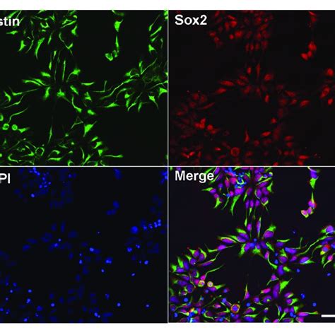 Identification Of Human Embryonic Stem Cells Hesc Derived Neural