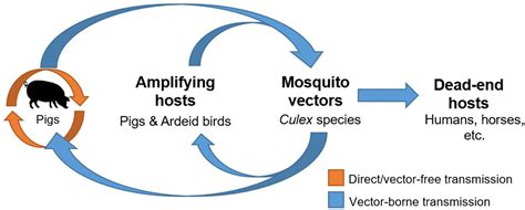 Pathogens | Free Full-Text | Re-Examining the Importance of Pigs in the Transmission of Japanese ...