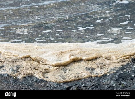 Dorney Uk 24th March 2023 Brown Foam Either Naturally Occurring Or