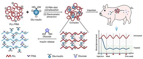 A Single ‘smart Insulin Injection Regulates Glucose Levels In Mice And
