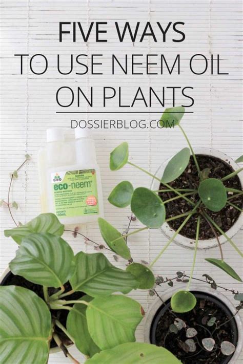 Five Ways To Use Neem Oil On Plants Dossier Blog
