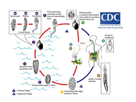 Digestive Trematodes Ppt