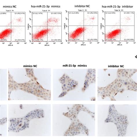 Effect Of Mir 213p On Apoptosis Of Hacat Cells A Flow Cytometry
