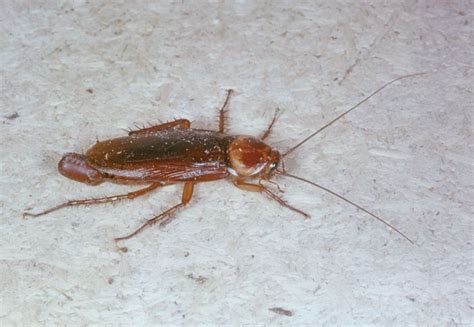 German Cockroach Insect Britannica