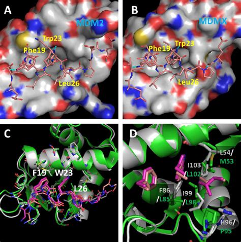 A Mdm2 Surface P53 Line And Sticks Complex Pdb Id 1ycr B Mdmx Download Scientific