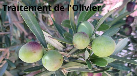 Bouillie Bordelaise traitement efficace pour protéger vos Oliviers