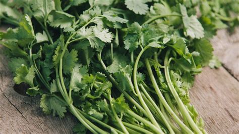 Theres A Scientific Reason Why Some People Hate Cilantro Maxim