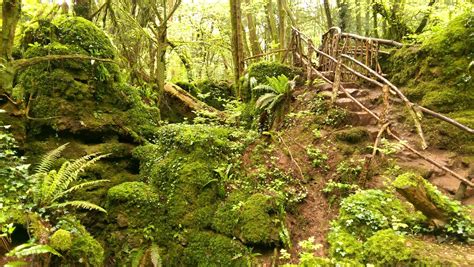 Puzzlewood Gbr Ferienwohnungen Ferienhäuser Und Mehr Fewo Direkt