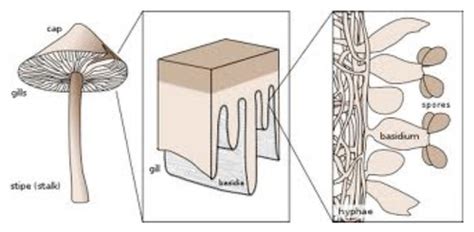 Lecture Flashcards Quizlet
