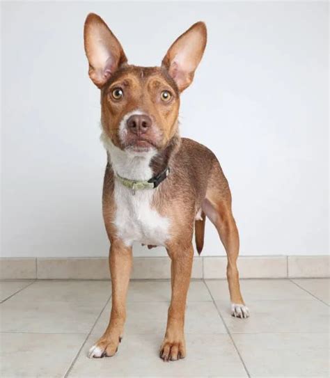 Rat Terrier Chihuahua Mix Adopt Now The Chihuahua Guide