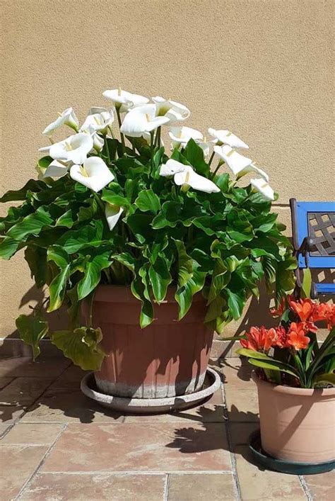 Copo de Leite Veja Curiosidades Sobre a Flor e Fotos de Decoração