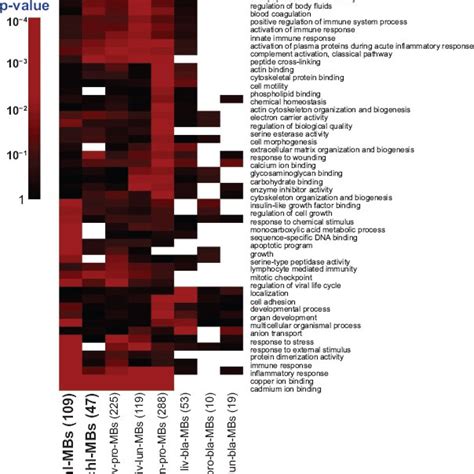 Pathway Analysis Heatmap The Enriched Gene Ontology Terms Are Download Scientific Diagram