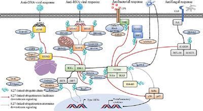 免疫调节中与 K 相关的非经典泛素化 Journal of Leukocyte Biology X MOL