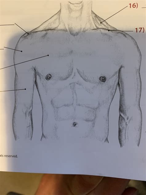 Trailguide Labeling Of Shoulder Arm Anterior View Diagram Quizlet