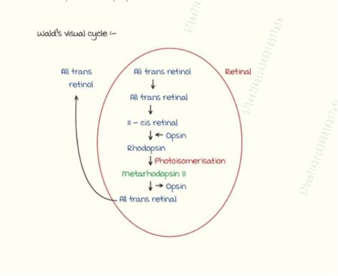 Module Sensory Flashcards Quizlet