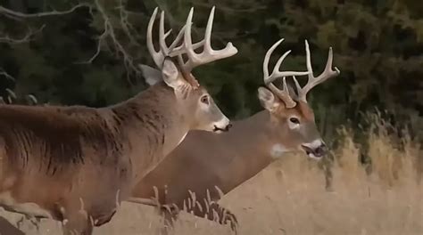 Missouri Investigates Mysterious Disease In Deer Herds