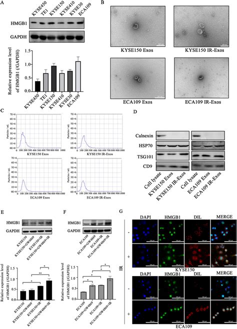 Characterization Of Exosomes And The Effects Of Radiation On Exosomes