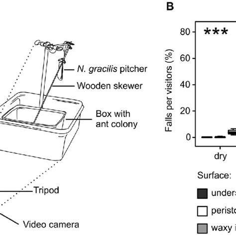 Microscopic Structure Of The Wax Crystal Surfaces A B Microstructure