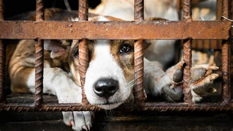 Полицията започва работа по случая с умъртвените животни в Павел баня Новини за Казанлък