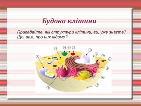 Презентація Структура еукаріотичної клітини