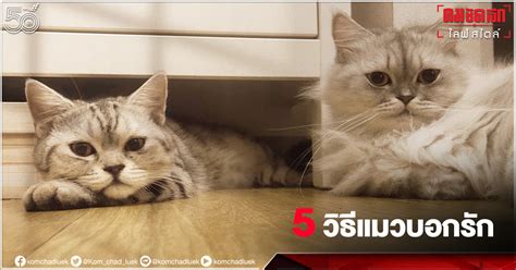 5 พฤติกรรม แมว บอกรักเจ้าของ คมชัดลึก