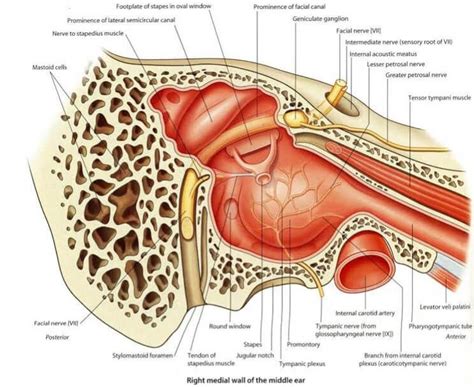 Mastoiditis Anatomy