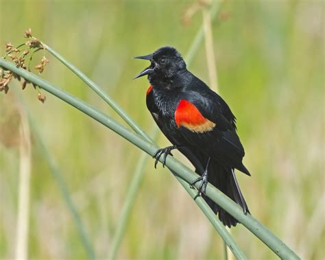 The Red Winged Blackbird Agelaius Phoeniceus Is One Of North America