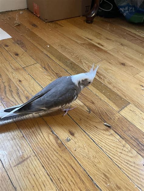 Please Help My Bird Shes Been Super Quite And Theres No Vets Here I