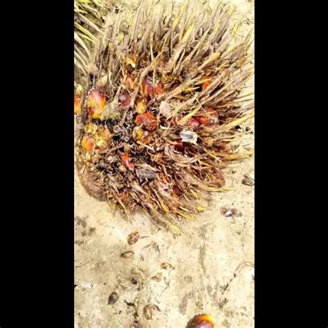 Kelapa Sawit Classification Dataset By Tfod