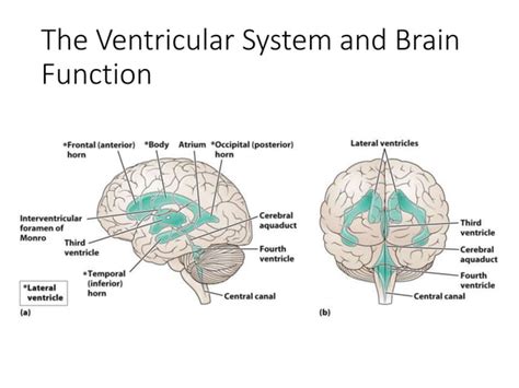 Cerebral Cortex And Its Components Ppt