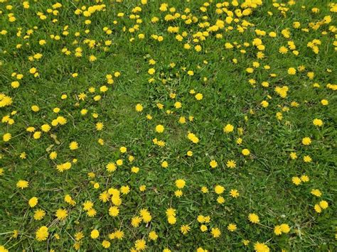 What Will Kill Grass But Not Roses At Roderick Tipton Blog