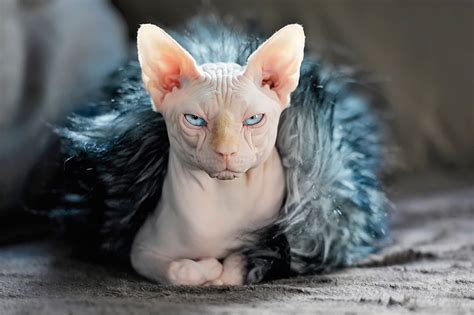 Sphinx 1080p 2k 4k 5k Hd Wallpapers Free Download Wallpaper Flare