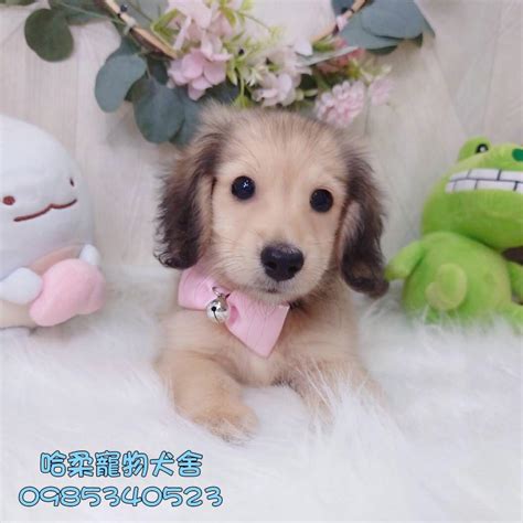 哈柔寵物犬舍 黑絲長毛臘腸寶寶