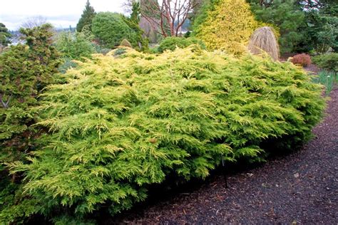 1 Gal Old Gold Juniper Shrub Online Orchards