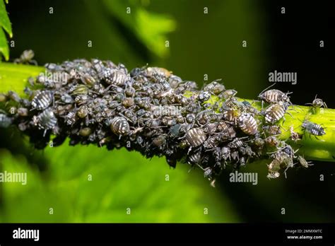 Aphids Plant Lice Greenflies Blackflies Or Whiteflies Cinara Palaestinensis The Aleppo Pine