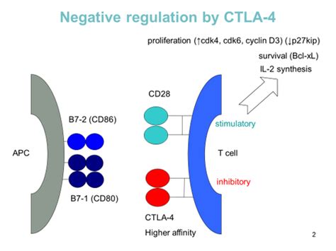 T Cell Activation II Flashcards Quizlet