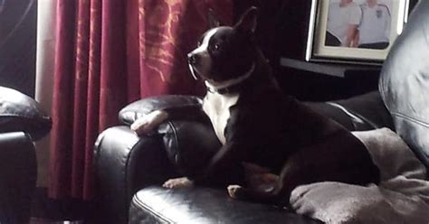 Dapper Doge Album On Imgur