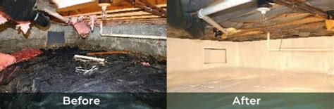 crawl space cleaning alley cat rodent exclusion