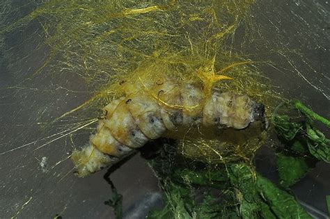 美しい黄色のカイコ繭 Miracle Nature世界自然遺産の島、奄美大島