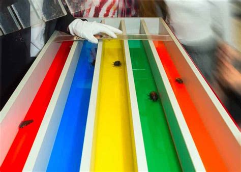 How Many Heart Chambers Does A Cockroach Have The Buginator