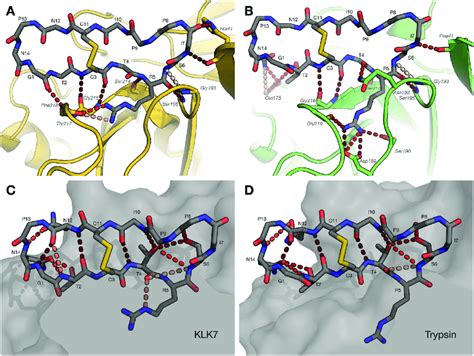 Hydrogen Bond Analysis Of Sfti Tctr In Simulations With Klk7 And