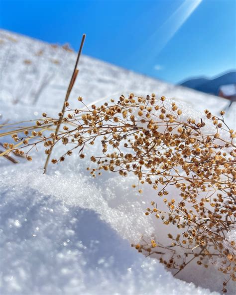 Монгол Орны Цэцэгс Нар шарсан дулаахан өдрүүдээ санагалзаж байна уу Дулаахан байх нь