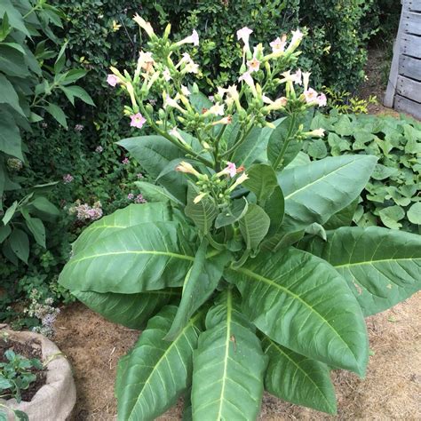 Tobacco Plant
