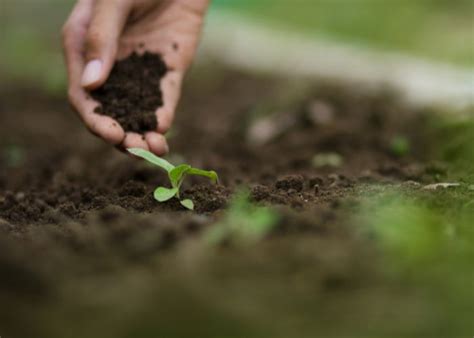 Feeding The Future The Best Soil For Growing Vegetables Sustainably
