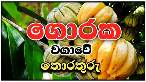 ශ්‍රී ලංකාවට ආවේණික ගොරක වර්ග බීජ පැල සහ බද්ධ පැල සාදාගන්නා ආකාරය පැල සිටුවන ආකාරය සෙවන