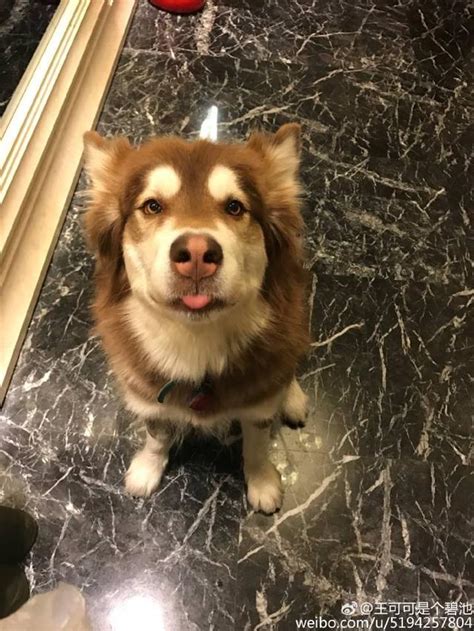 王思聰愛犬王可可發微博曬自己限量版包包，網友：活的不如狗 每日頭條